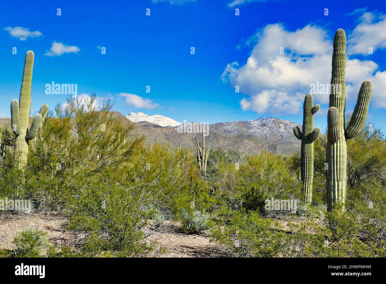 Tall saguaro cacti and creosote bushes in Saguaro National Park near ...