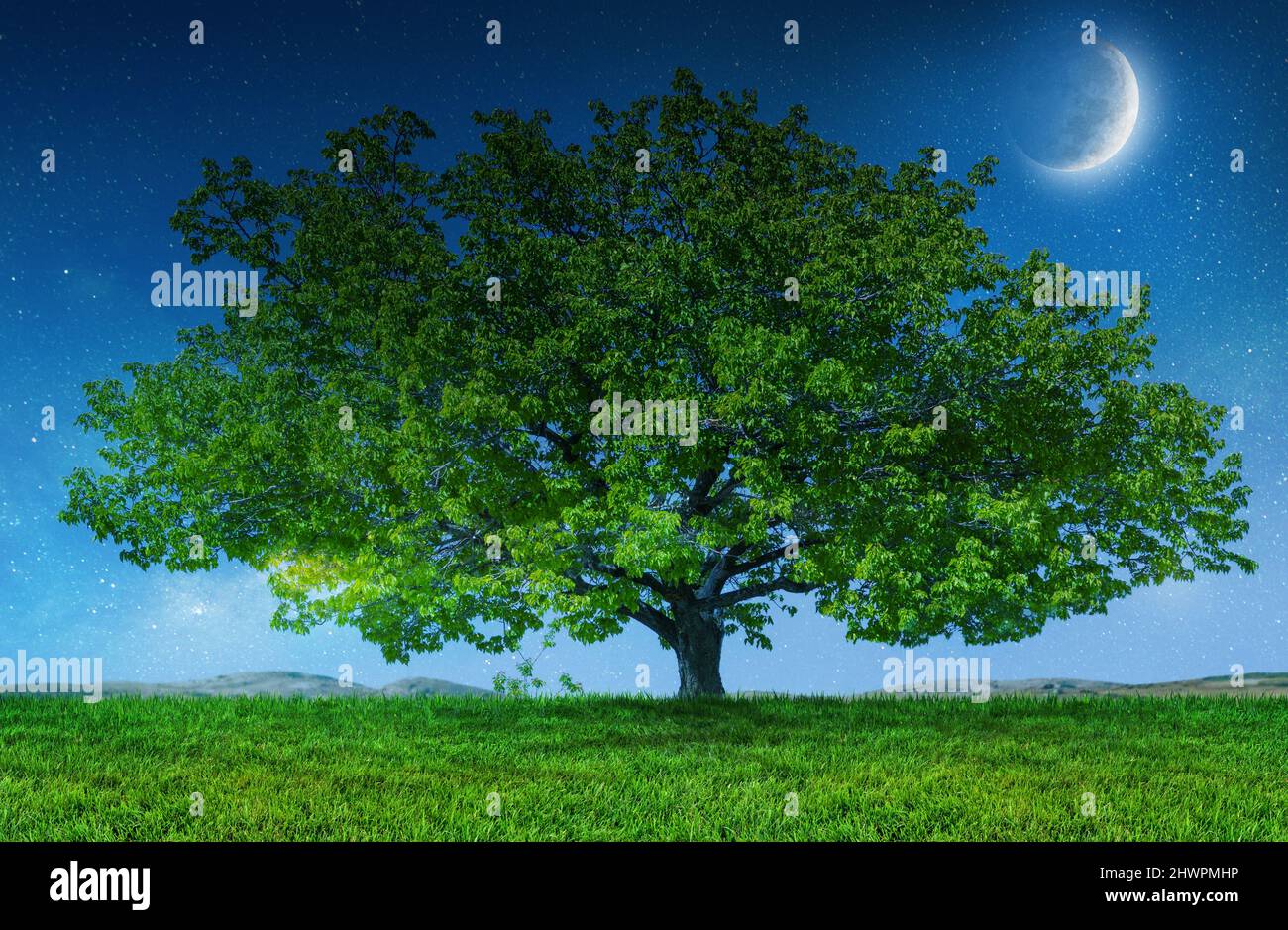 tree and moon, green grass field landscape in night Stock Photo - Alamy