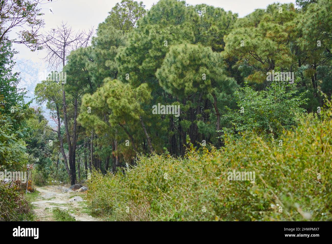 Chir pine himalayas hi-res stock photography and images - Alamy