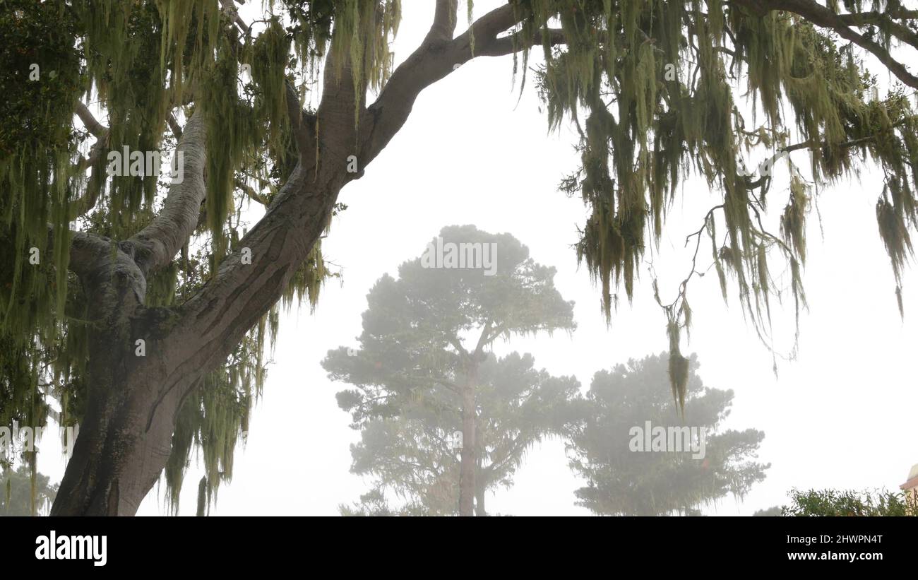 Lace lichen moss hanging, tree branches in foggy misty forest. Surreal ...