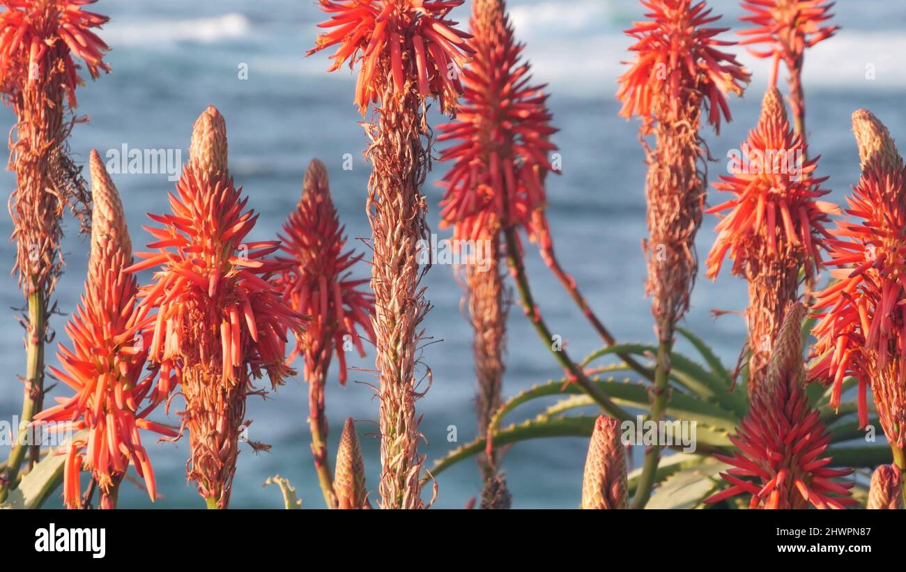 Red aloe flower blossom, succulent plant bloom or inflorescence on ...