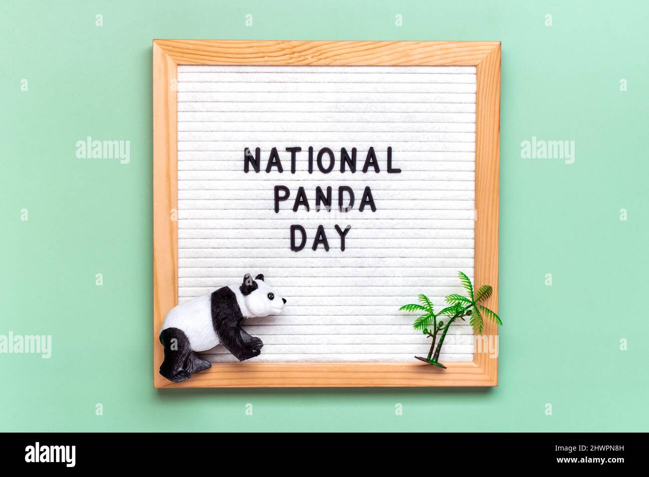 National Panda Day 16 March celebrate fluffiest, bamboo-munching bears ...