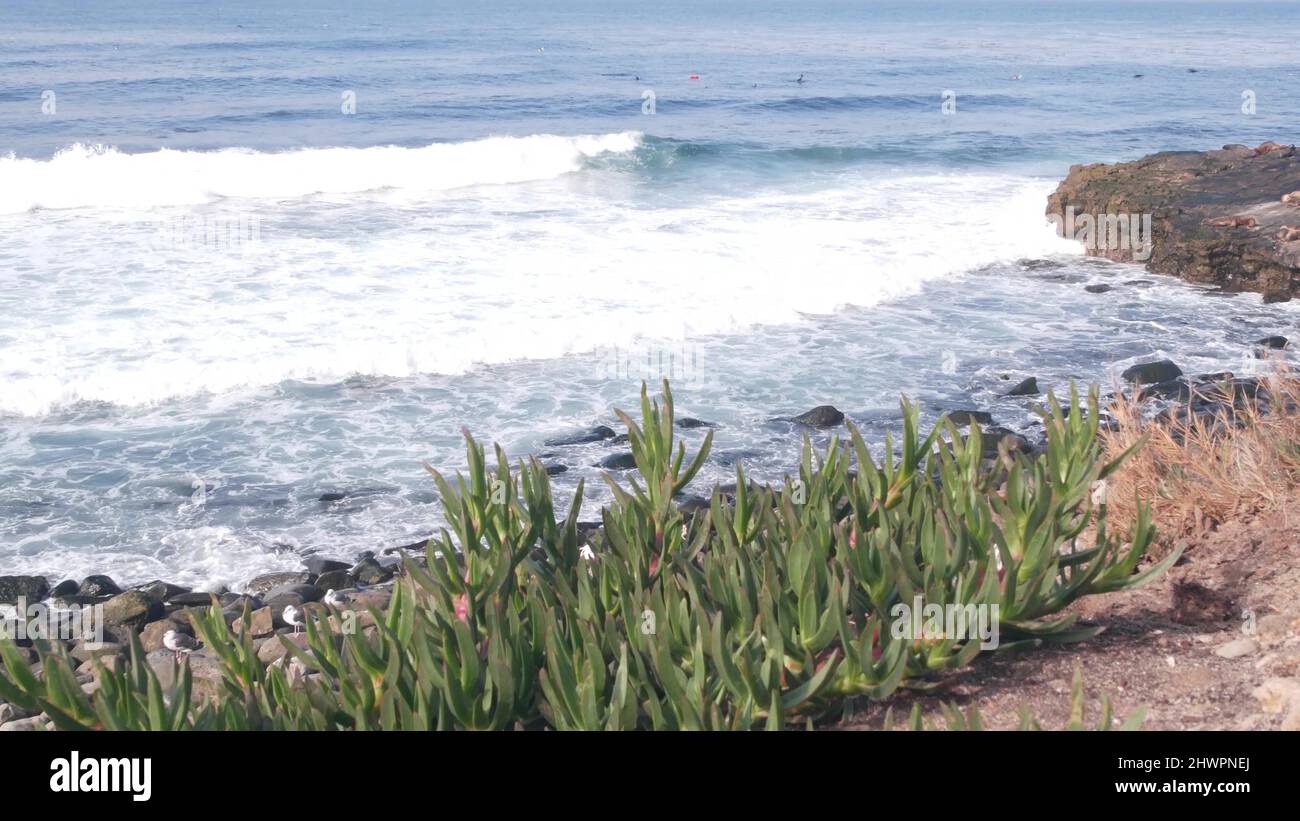 Wild seal rookery, sea lion resting on rocky ocean beach, La Jolla ...