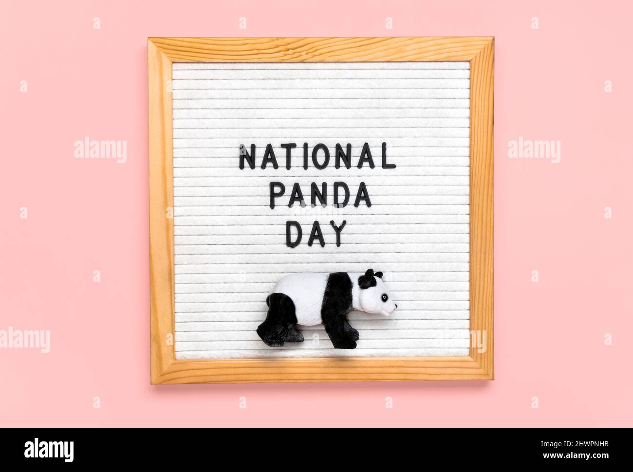 National Panda Day 16 March celebrate fluffiest, bamboo-munching bears ...