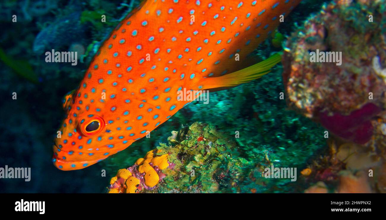 Coral Grouper, Coral Rock Cod, Cephalopholis miniata, Coral Reef, North ...