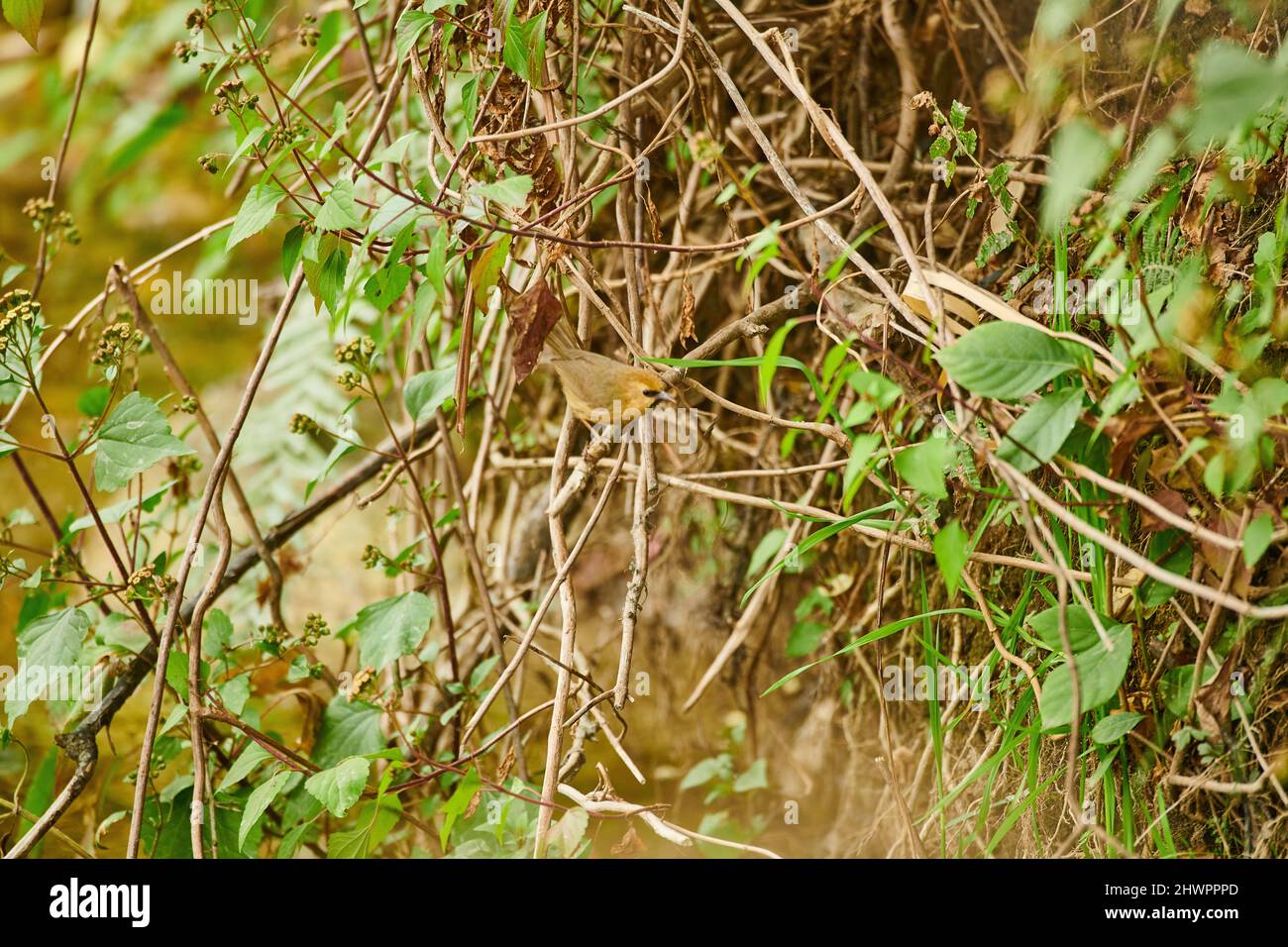 Himalayan moist forest hi-res stock photography and images - Alamy