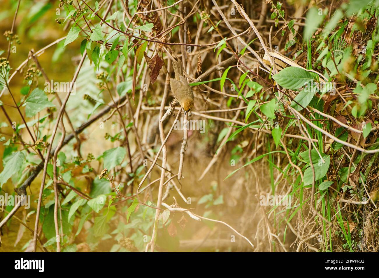 Black chinned babbler hi-res stock photography and images - Alamy