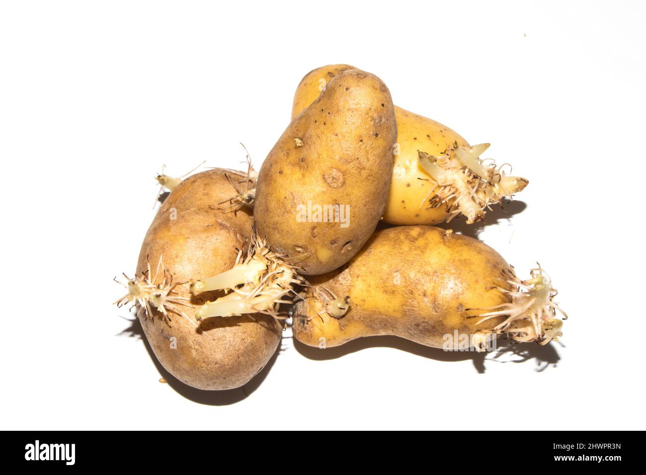 A Sprouting Eye Potatoes Roots on a White Background Stock Photo - Alamy