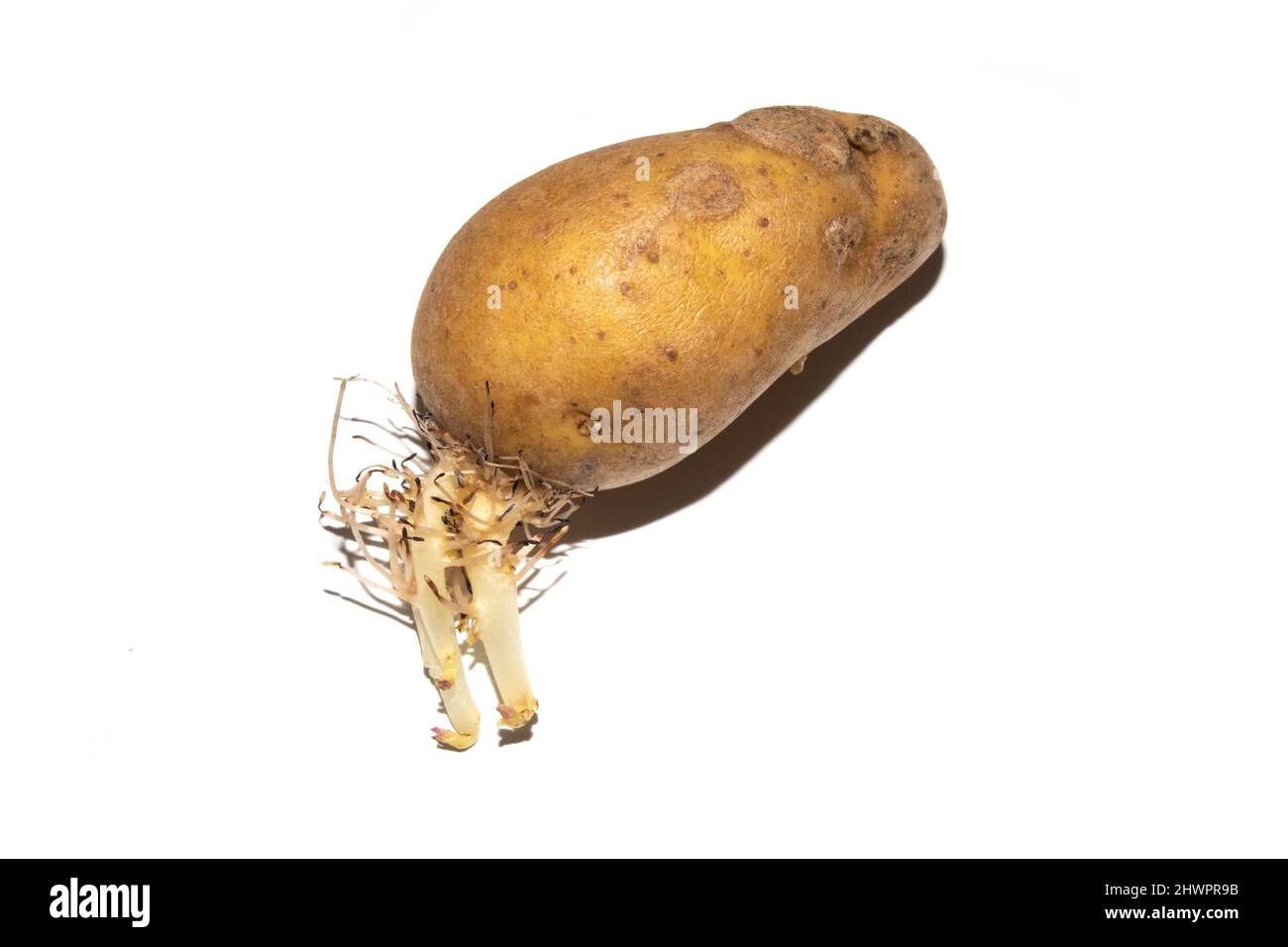 A Sprouting Eye Potatoes Roots on a White Background Stock Photo - Alamy