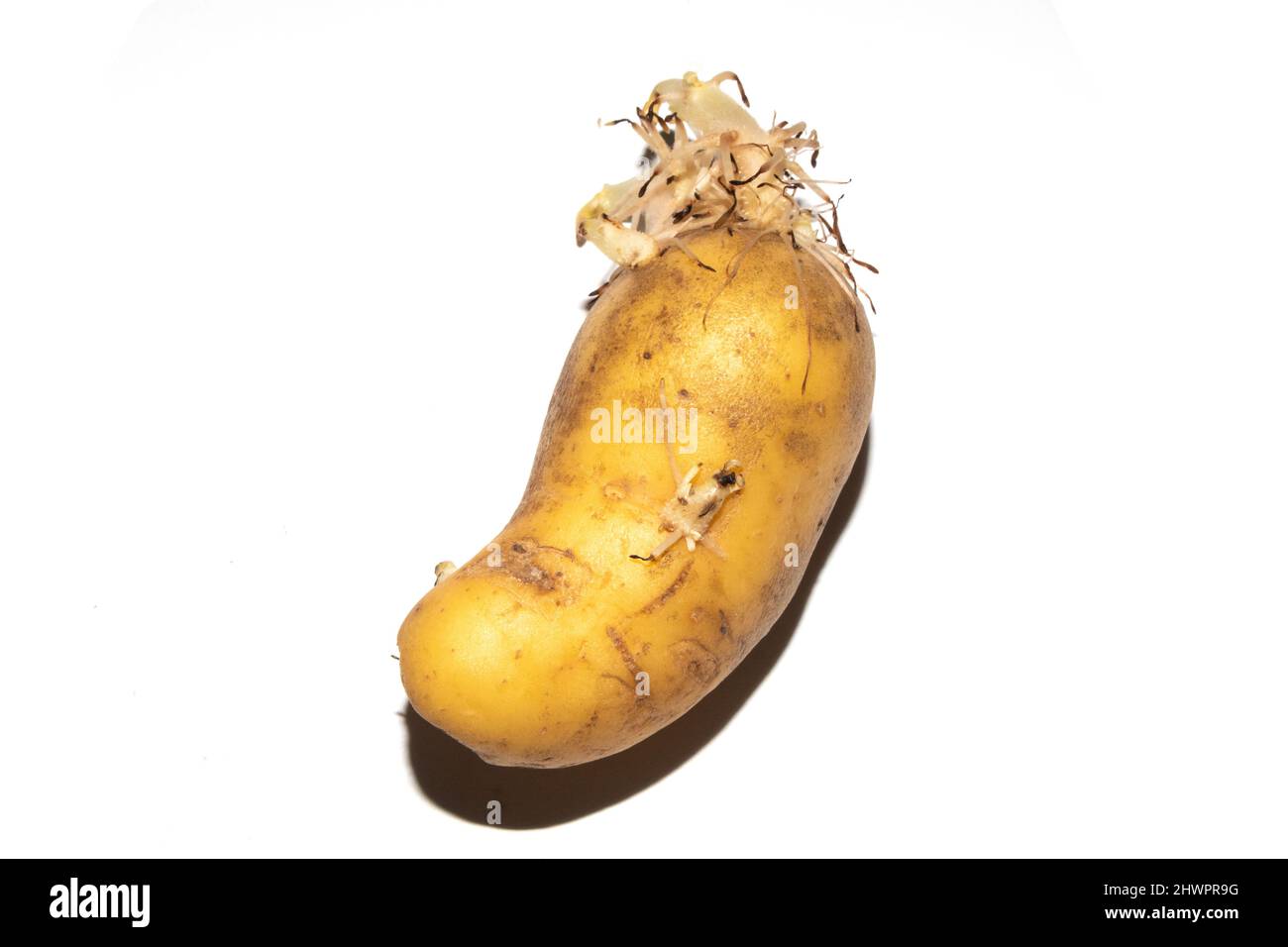 A Sprouting Eye Potatoes Roots on a White Background Stock Photo - Alamy