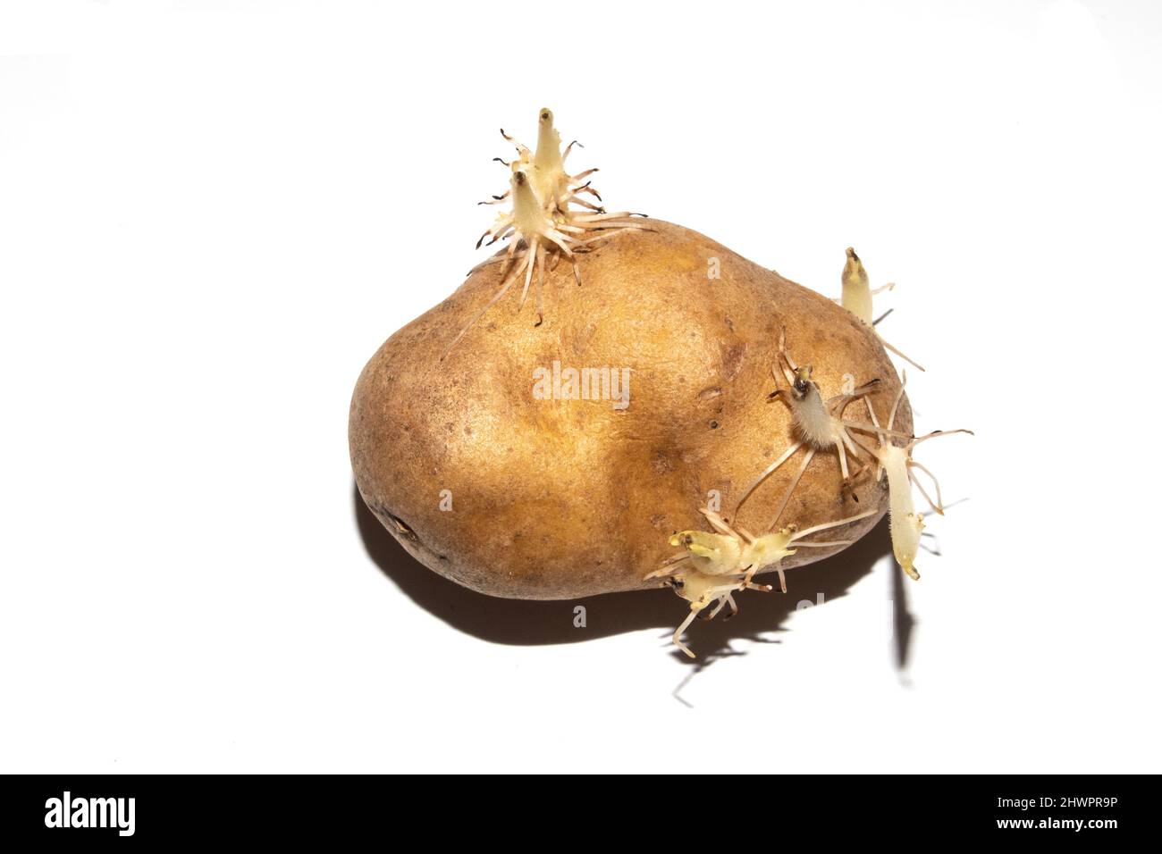A Sprouting Eye Potatoes Roots on a White Background Stock Photo - Alamy