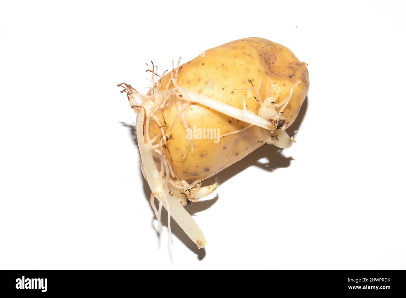 A Sprouting Eye Potatoes Roots on a White Background Stock Photo - Alamy