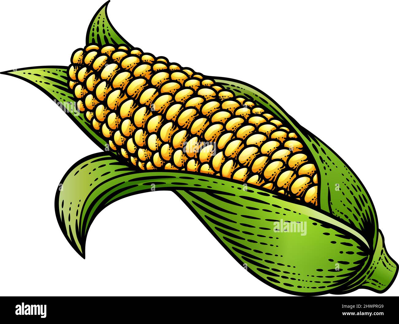 Corn Vegetable Vintage Woodcut Illustration Stock Vector Image & Art ...