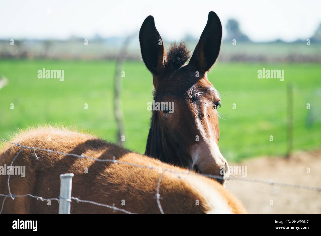 Head portrait of a young mule at the ranch Stock Photo - Alamy