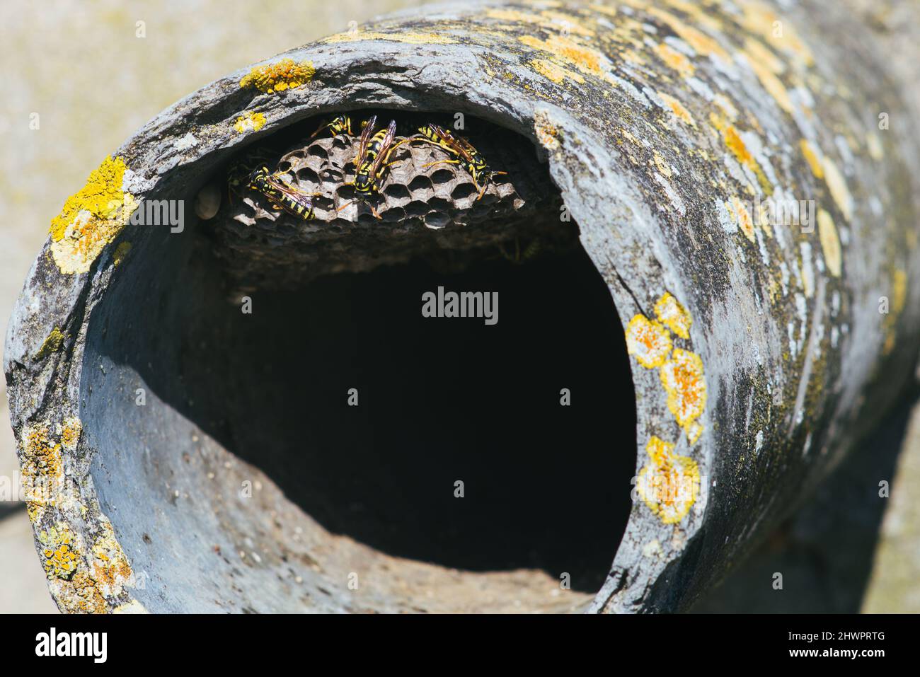 Wasp nest with poisonous stinger in a pipe. Danger for allergic people ...