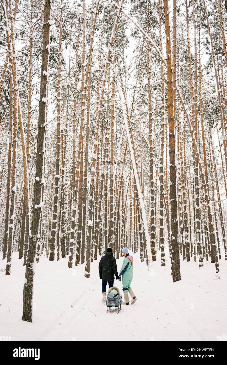 Birch trees in winter hi-res stock photography and images - Alamy
