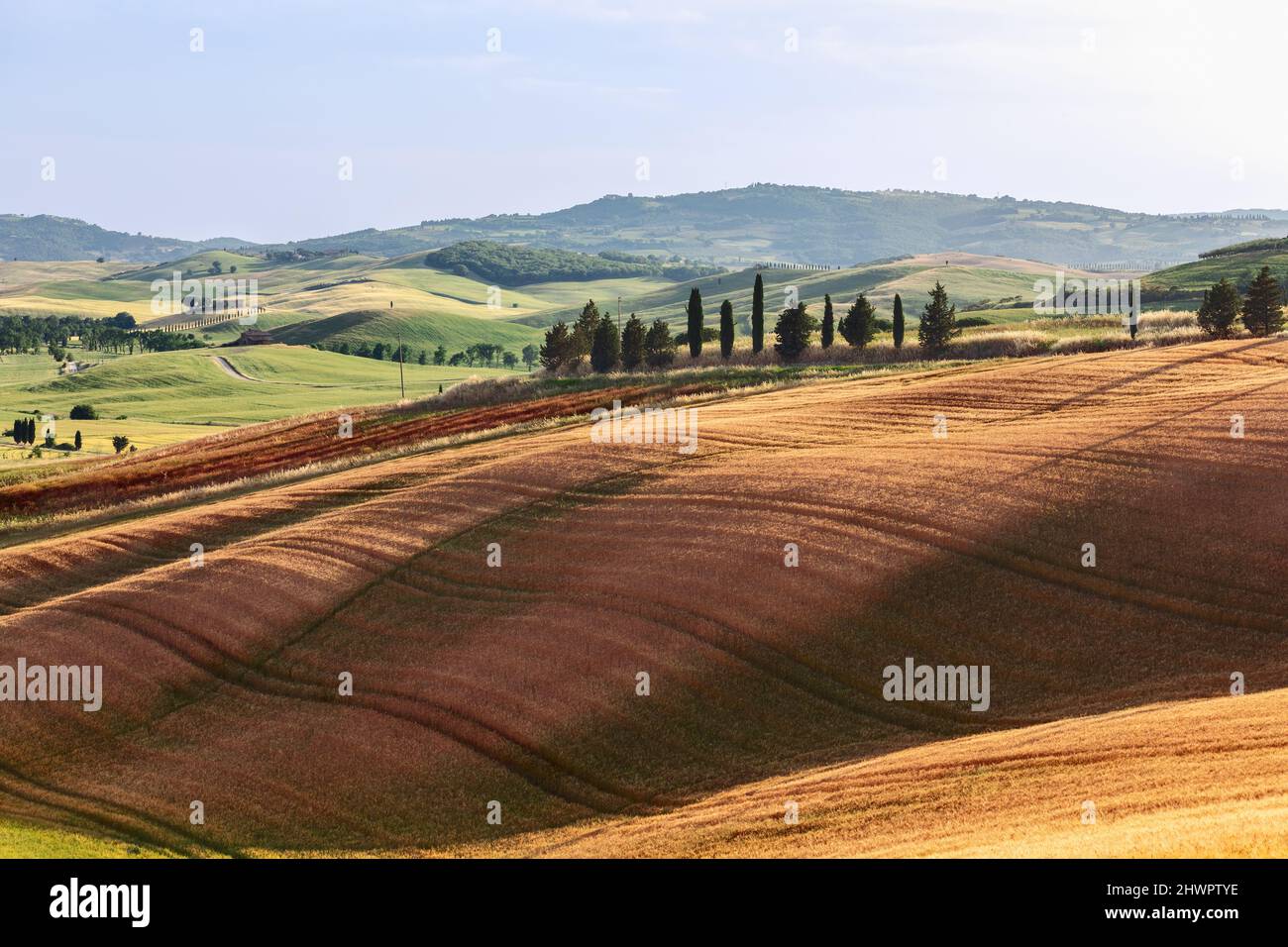 Typical Tuscan landscape of rural fields, cypress trees along a narrow ...