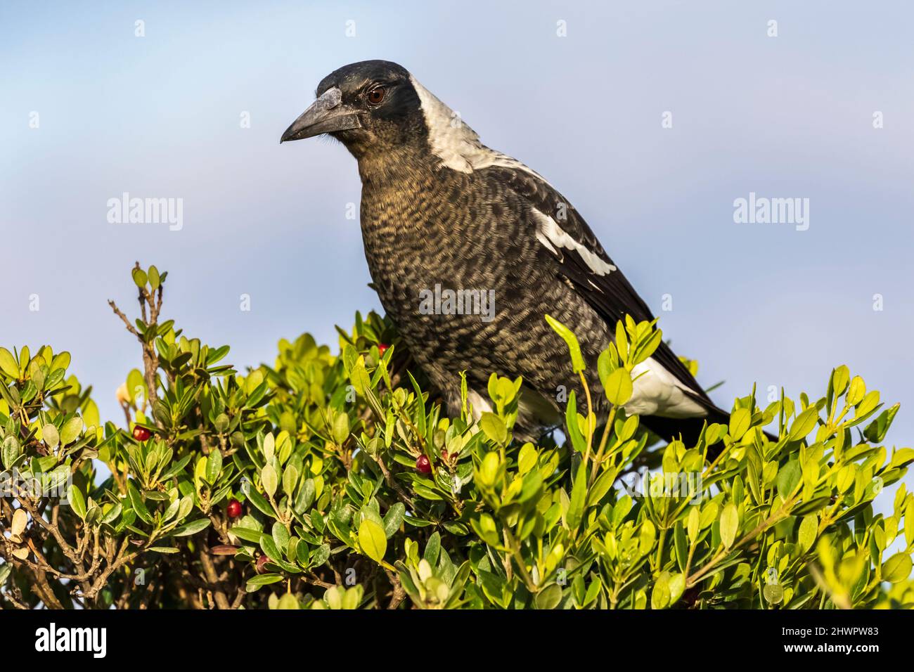 Australian magpie (Gymnorhina tibicen) perching on tree branches Stock ...