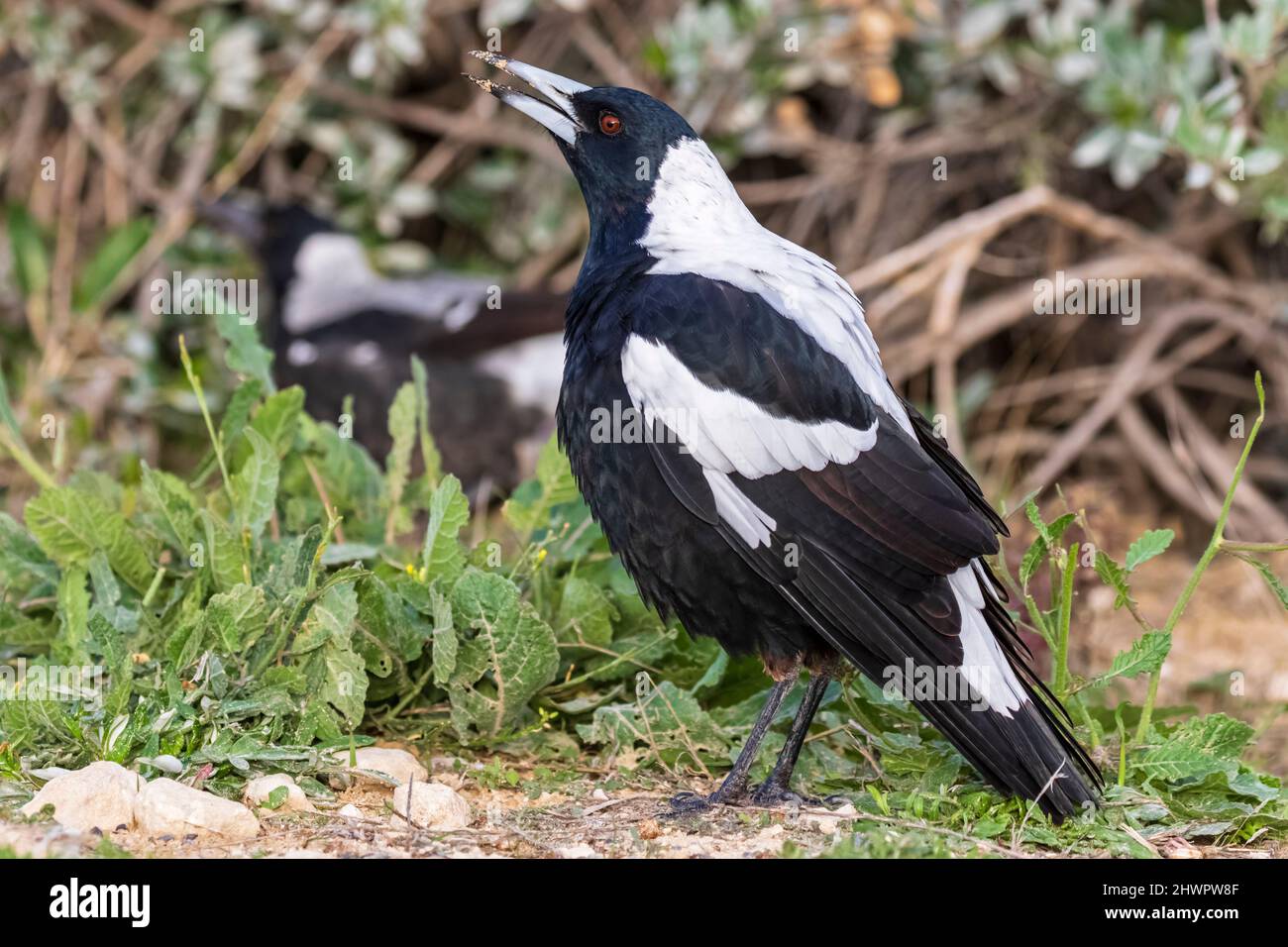 Australian magpie (Gymnorhina tibicen) standing outdoors Stock Photo ...