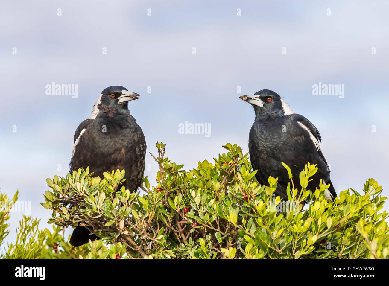 Two Australian magpies (Gymnorhina tibicen) perching on tree branches ...