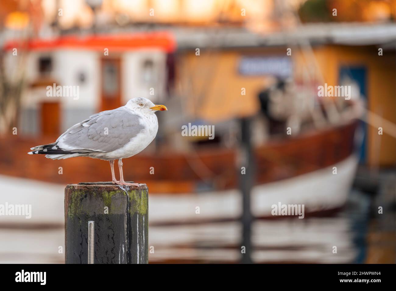 European herring gull (Larus argentatus) standing on top of harbor pole ...