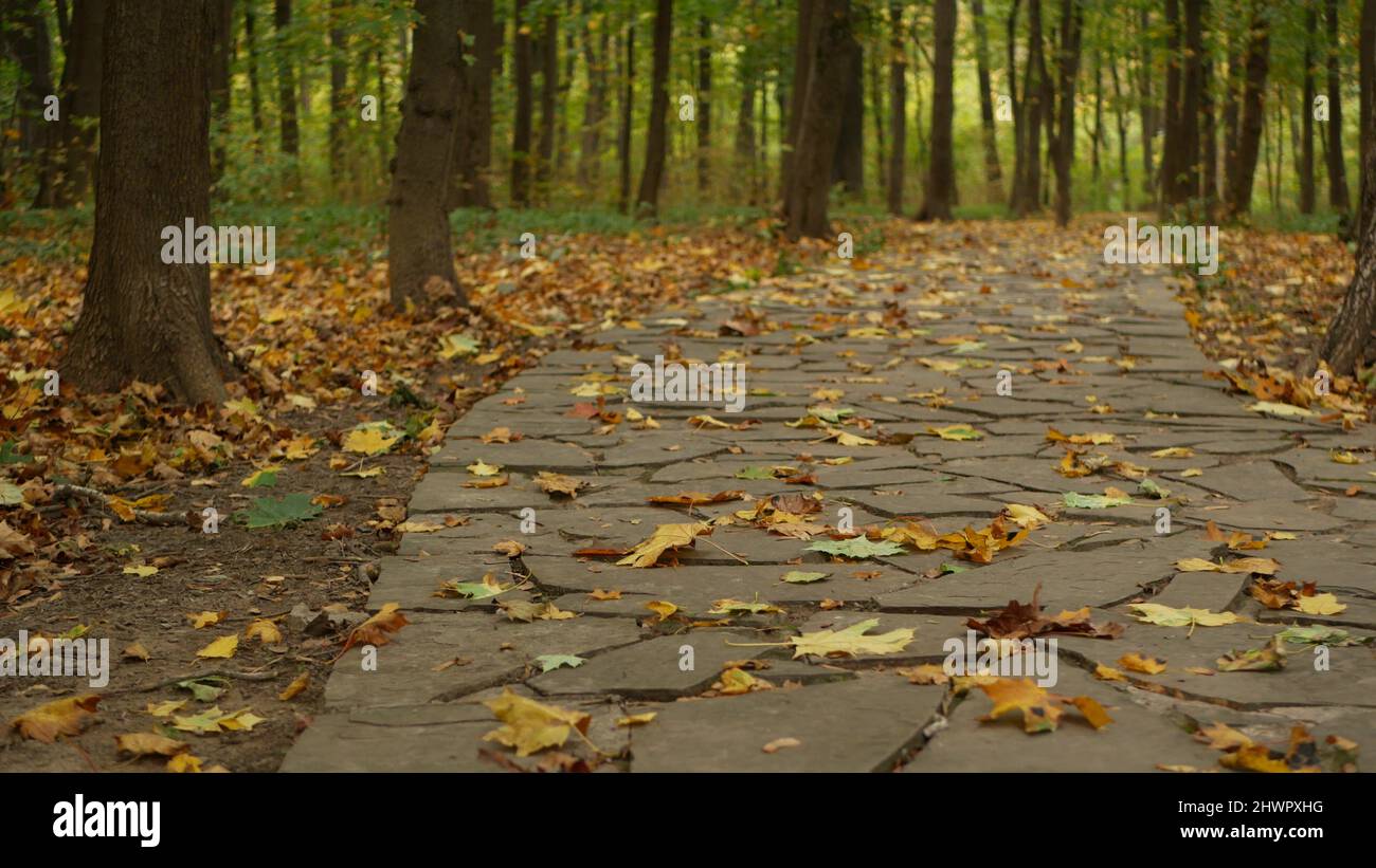 Yellow dry fall leaves, walkway path in forest. Pathway in autumn maple ...