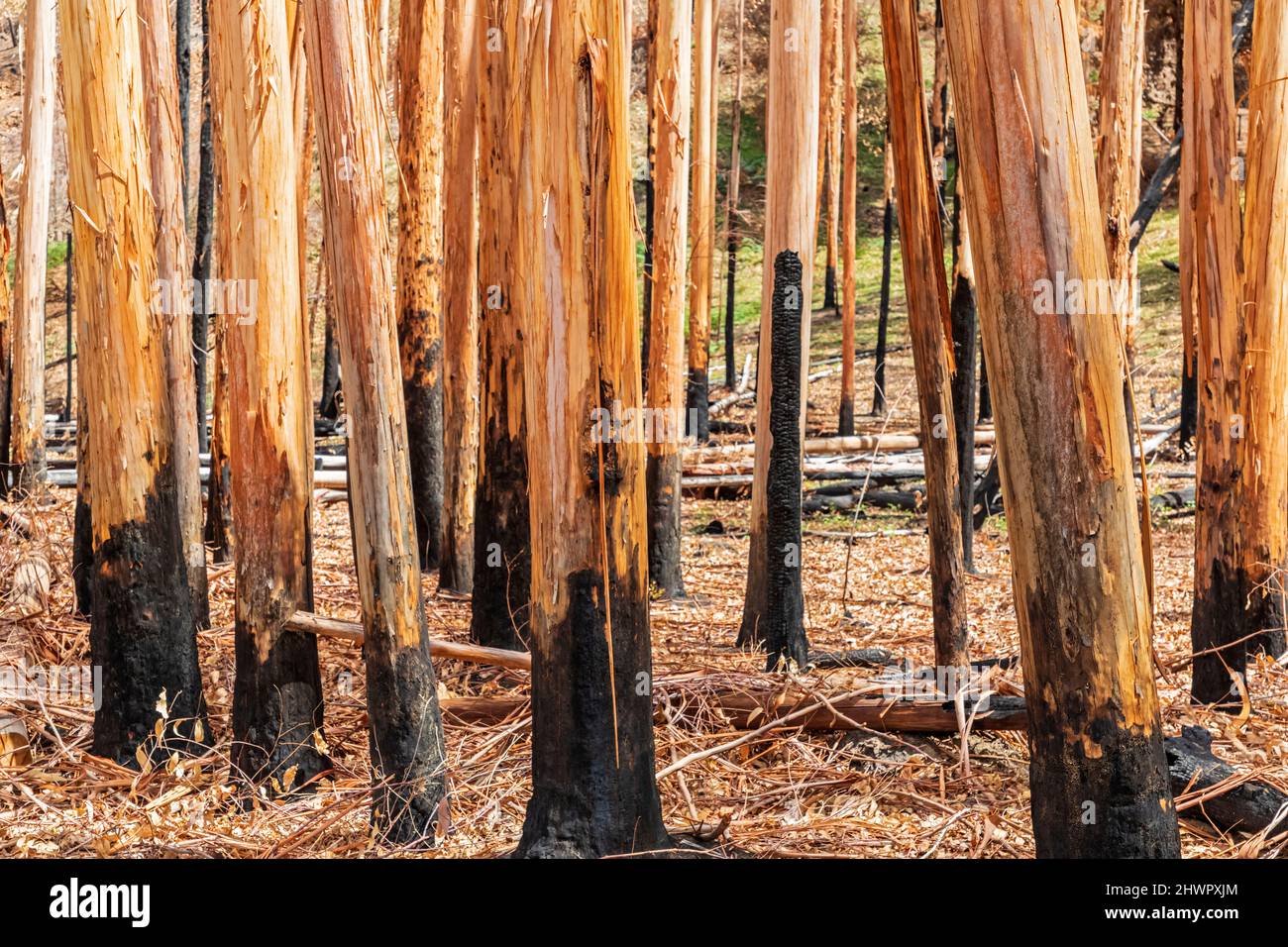 Burnt forest burnt trees hi-res stock photography and images - Alamy