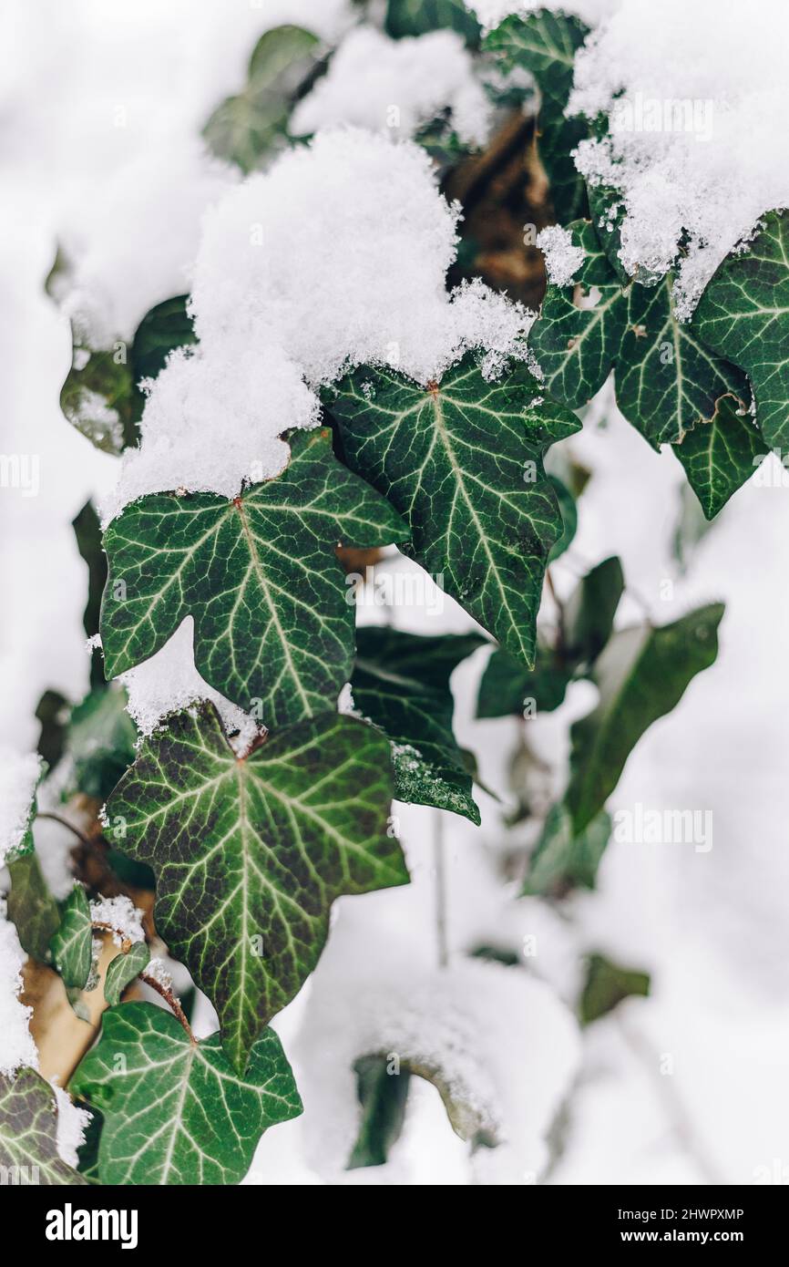 Green leaves covered by snow hi-res stock photography and images - Alamy