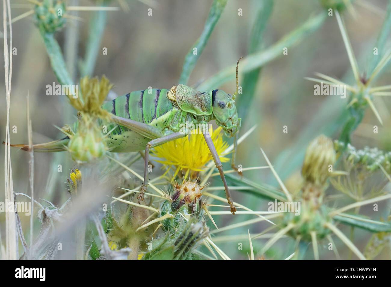 Closeup on a Western saddle-back bush cricket , Ephippiger diurnus ...