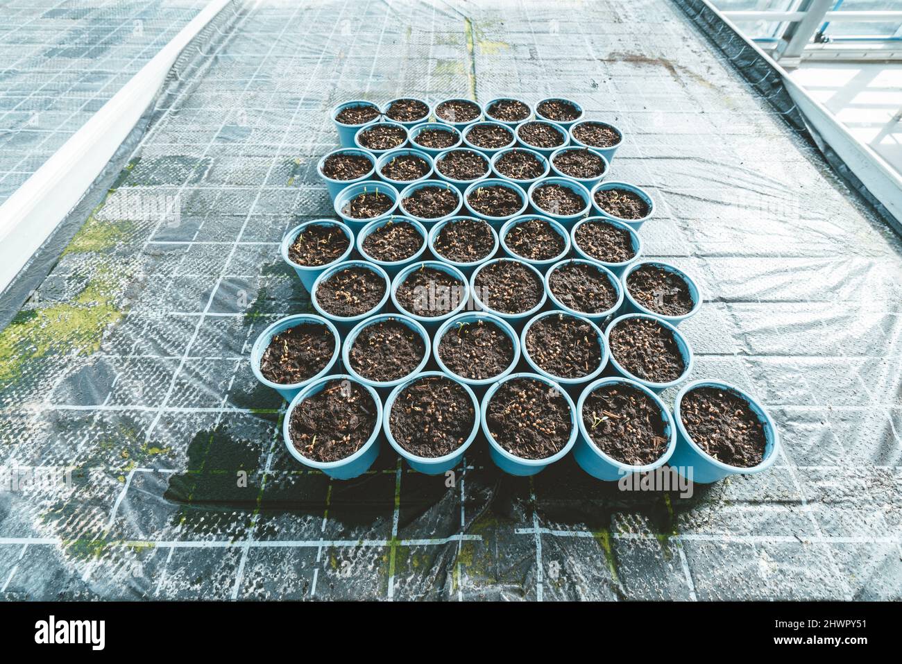 Pots filled with soil arranged in greenhouse Stock Photo - Alamy