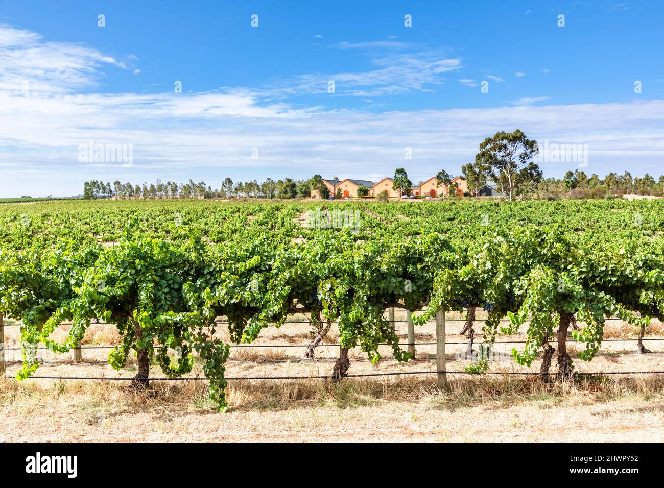 Barossa valley hi-res stock photography and images - Alamy