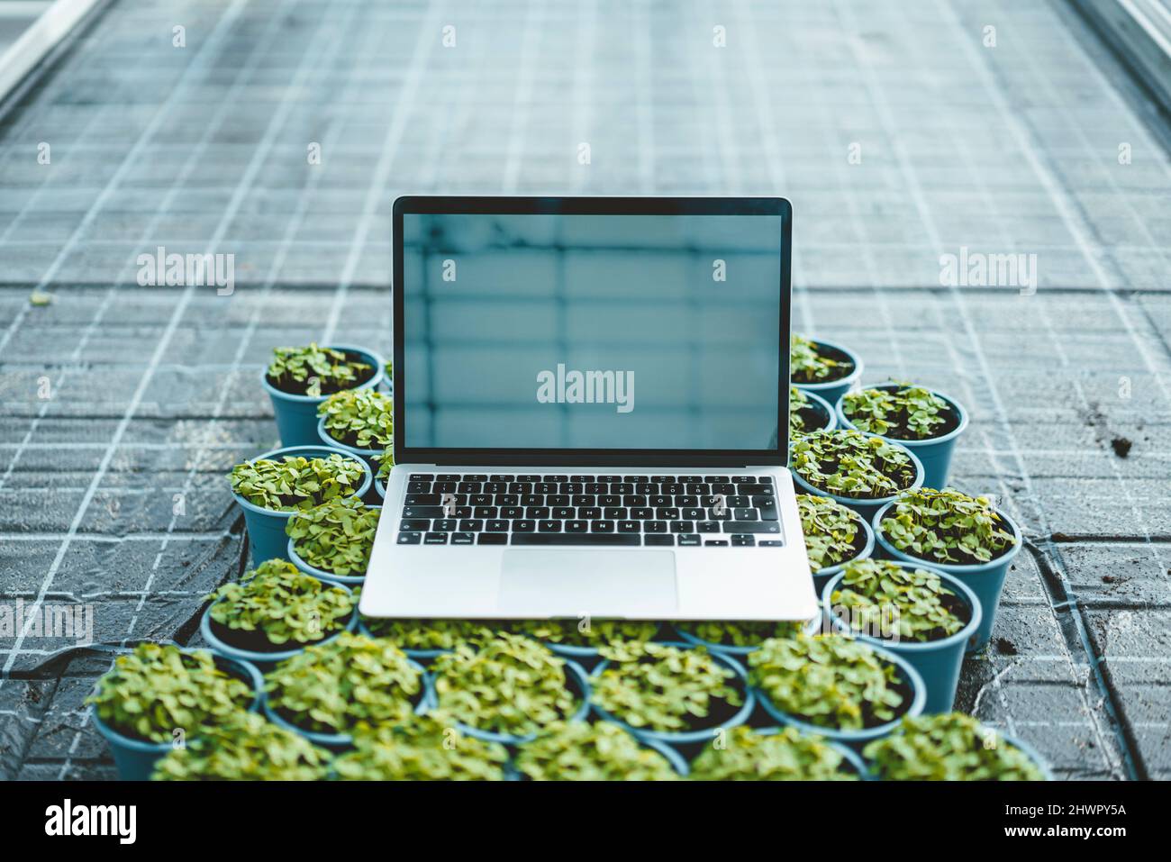 Laptop over potted plants in greenhouse Stock Photo - Alamy