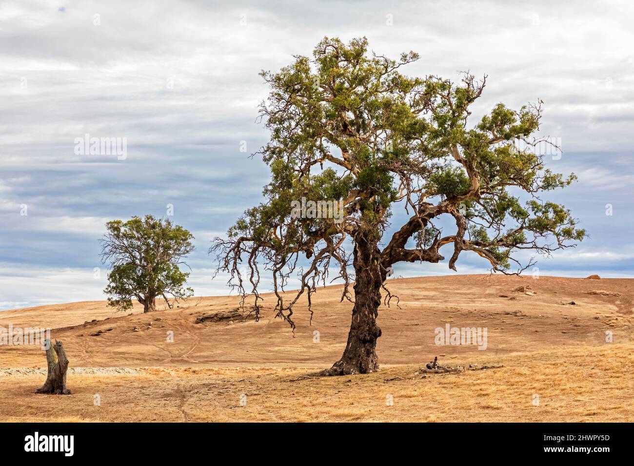 Single trees in Eden Valley Stock Photo - Alamy