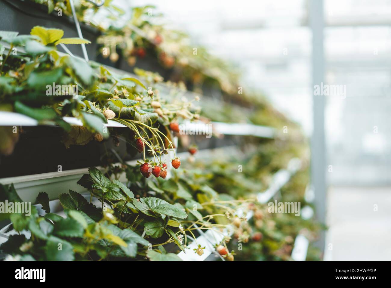 Strawberry plants arranged on shelf in garden center Stock Photo - Alamy