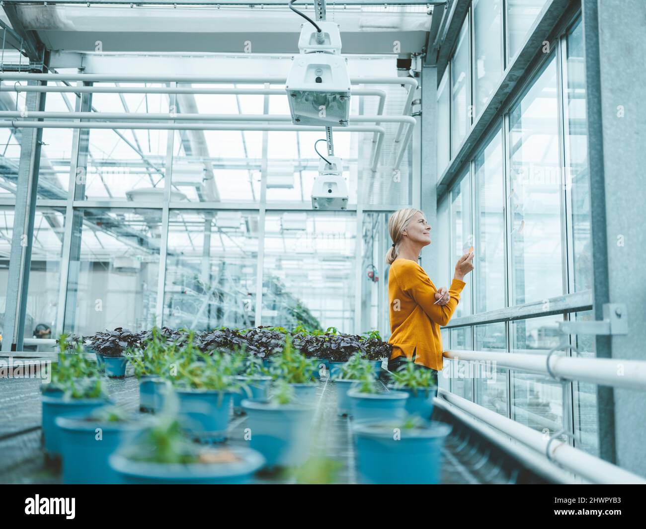 Scientist looking through window at greenhouse Stock Photo - Alamy