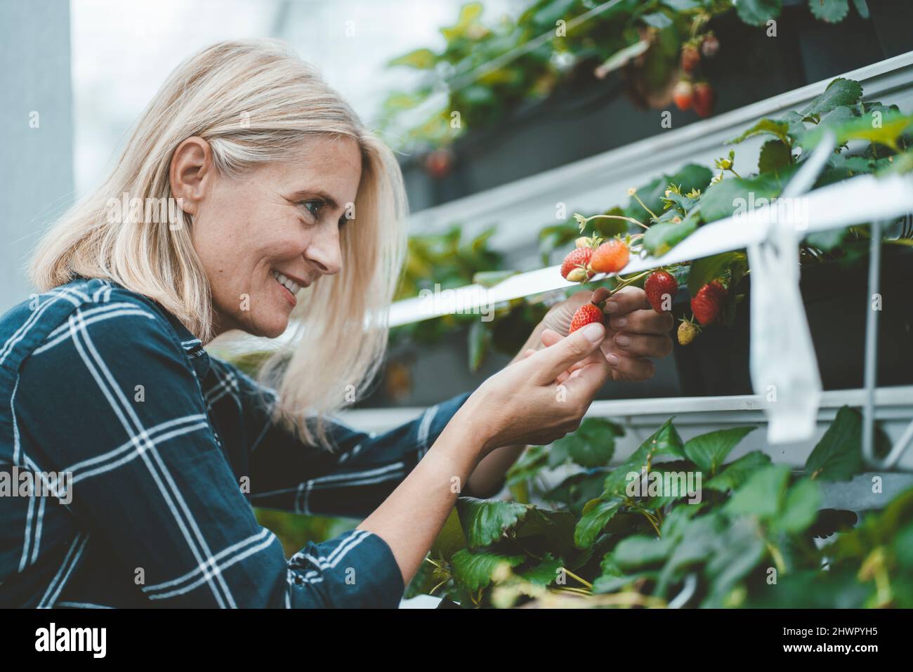 Strawberries in laboratory hi-res stock photography and images - Alamy