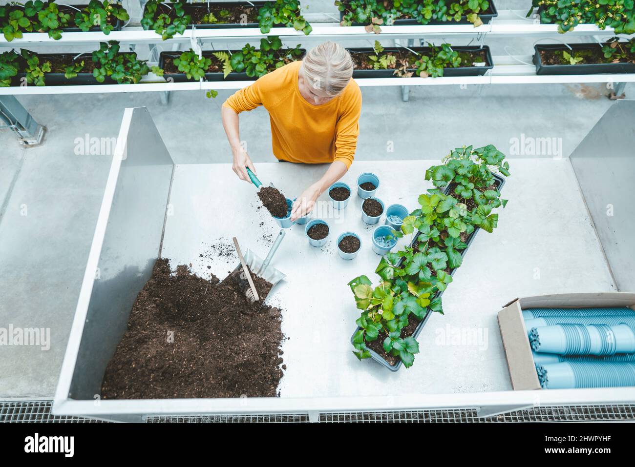 Biologist filling soil in pots at greenhouse Stock Photo - Alamy