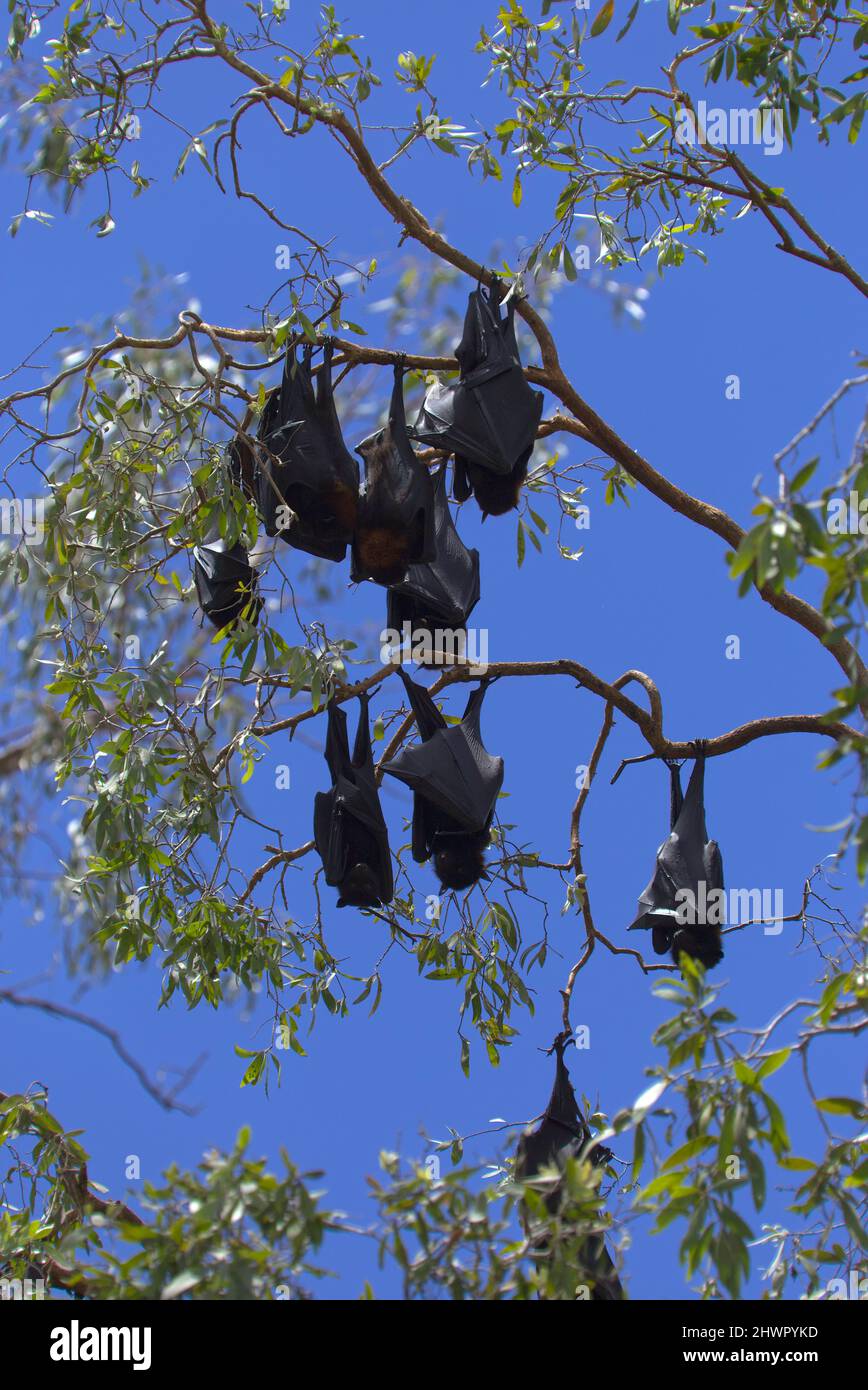 Fruit Bats resting in Miriam Vale Queensland Australia Stock Photo - Alamy