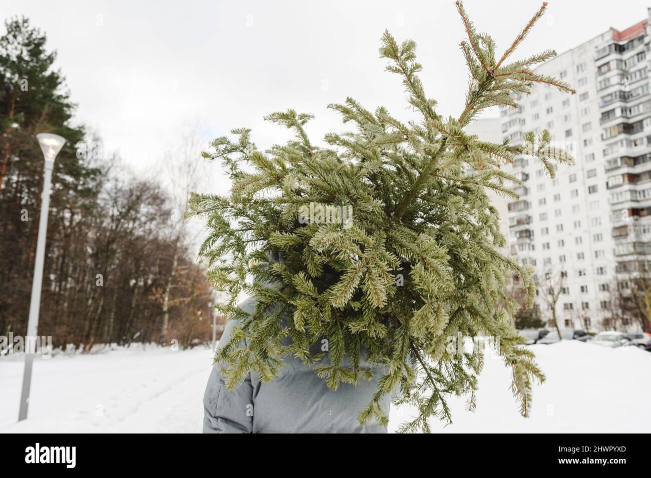 Man carrying fir tree on shoulder in winter Stock Photo - Alamy