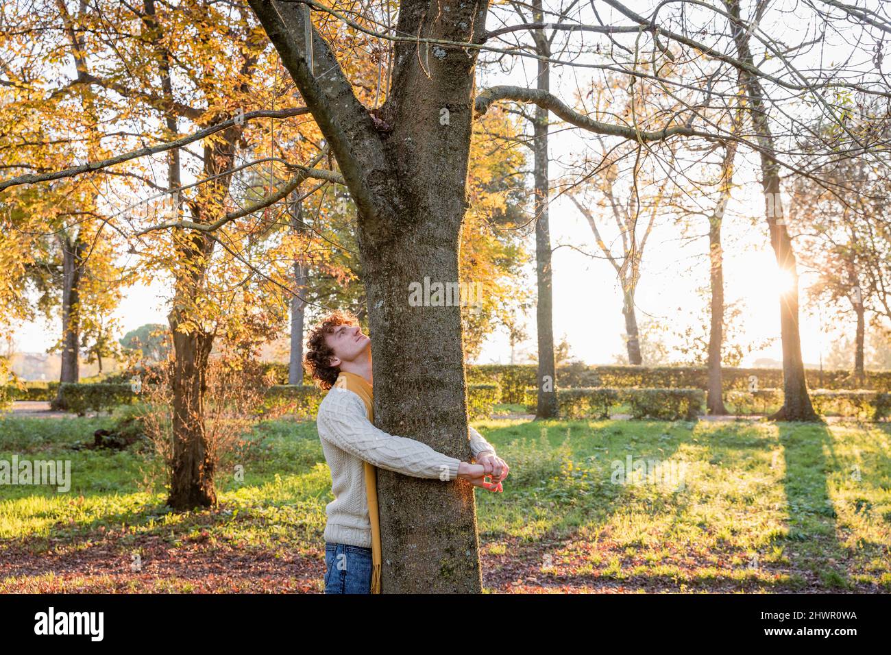 Tree looking up hi-res stock photography and images - Alamy