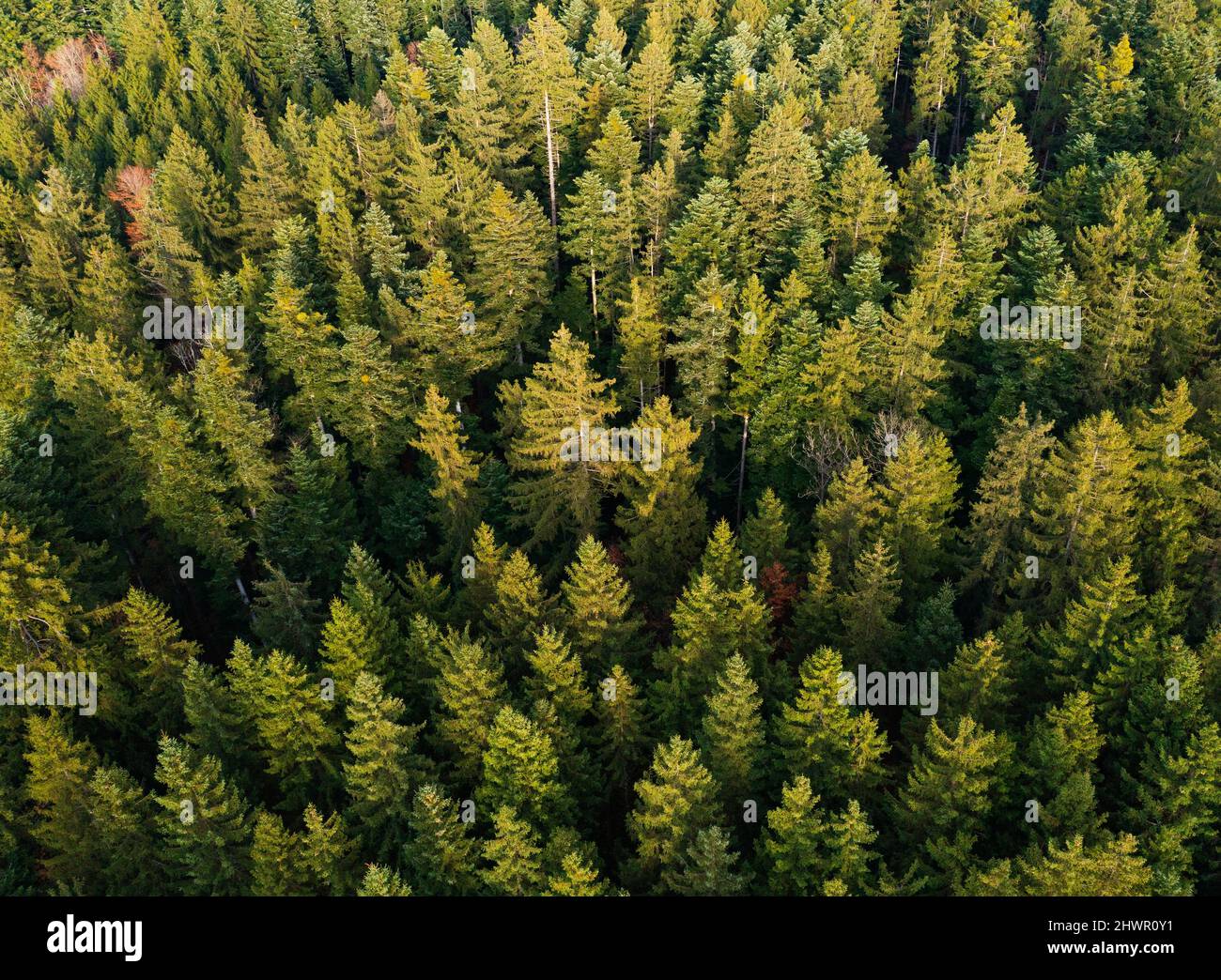 Coniferous forest aerial view hi-res stock photography and images - Alamy