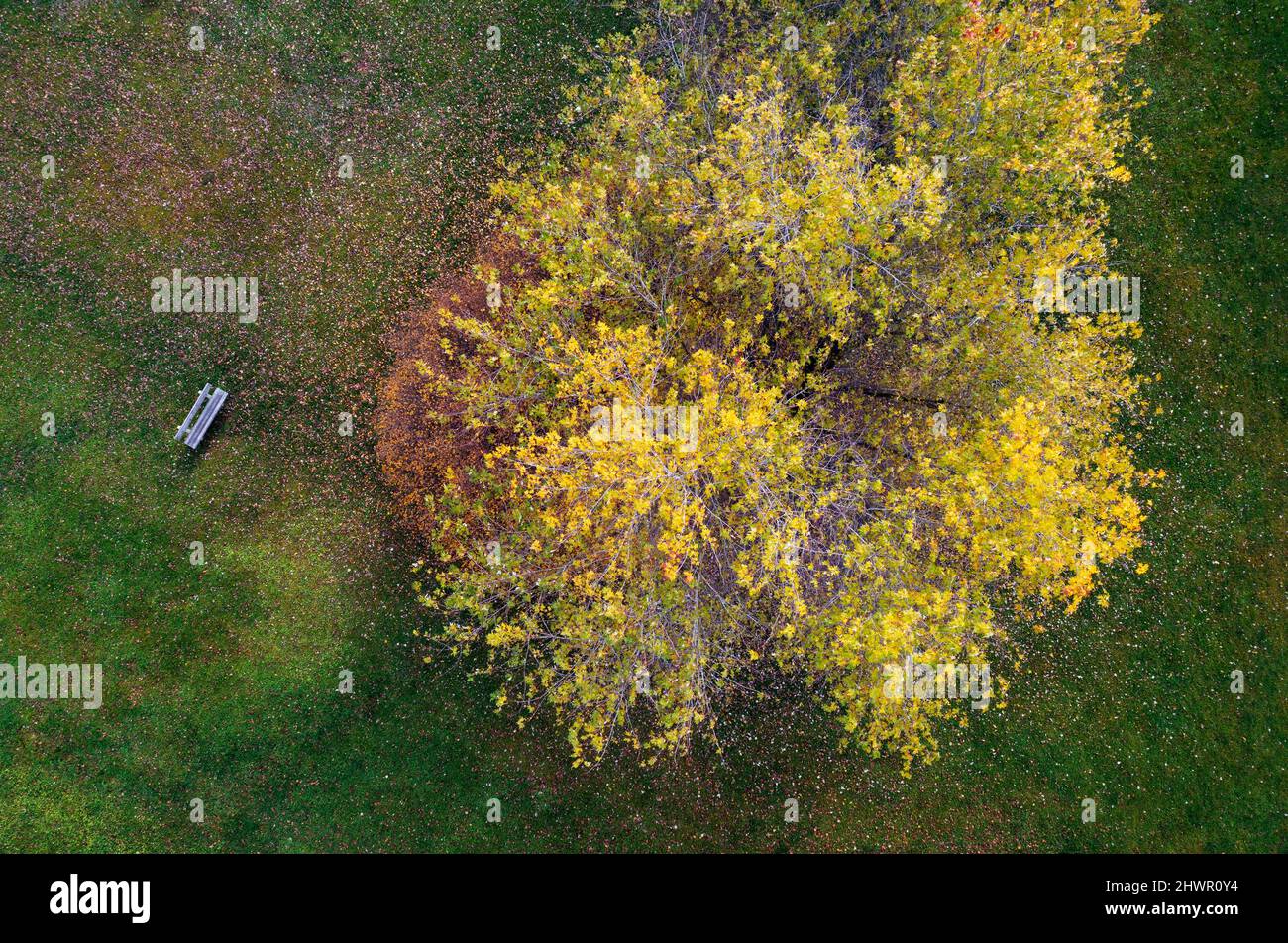 Austria view single tree hi-res stock photography and images - Alamy