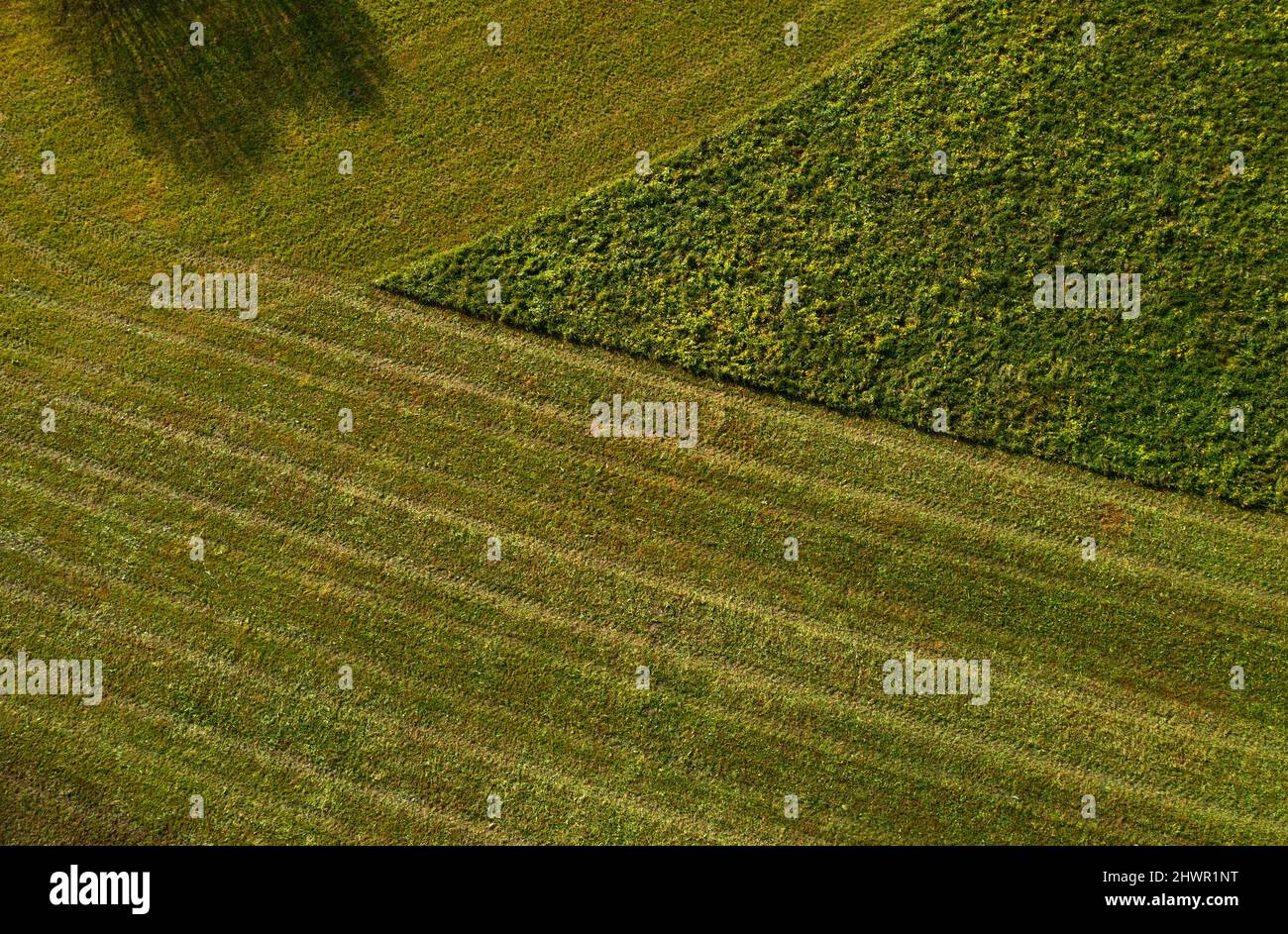 Drone view of green mowed field Stock Photo - Alamy