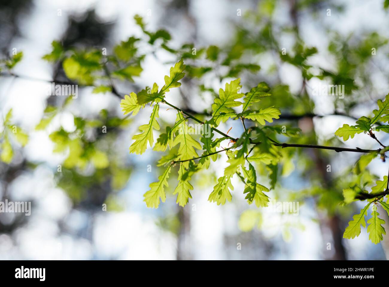 The first spring gentle leaves unfurling on the oak tree Stock Photo ...
