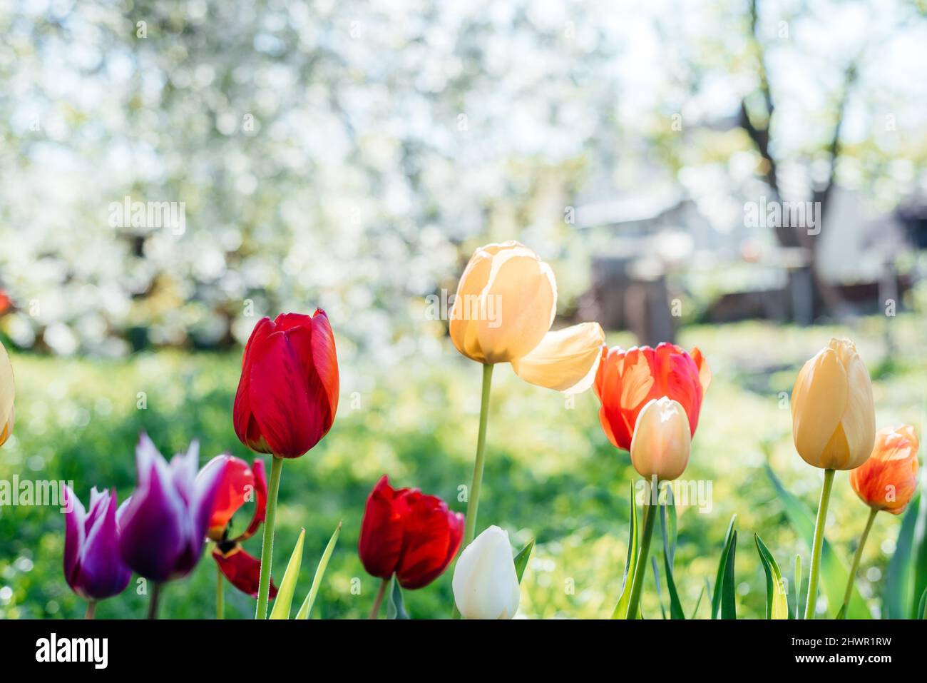 Beautiful spring background with yellow and red tulips against white ...