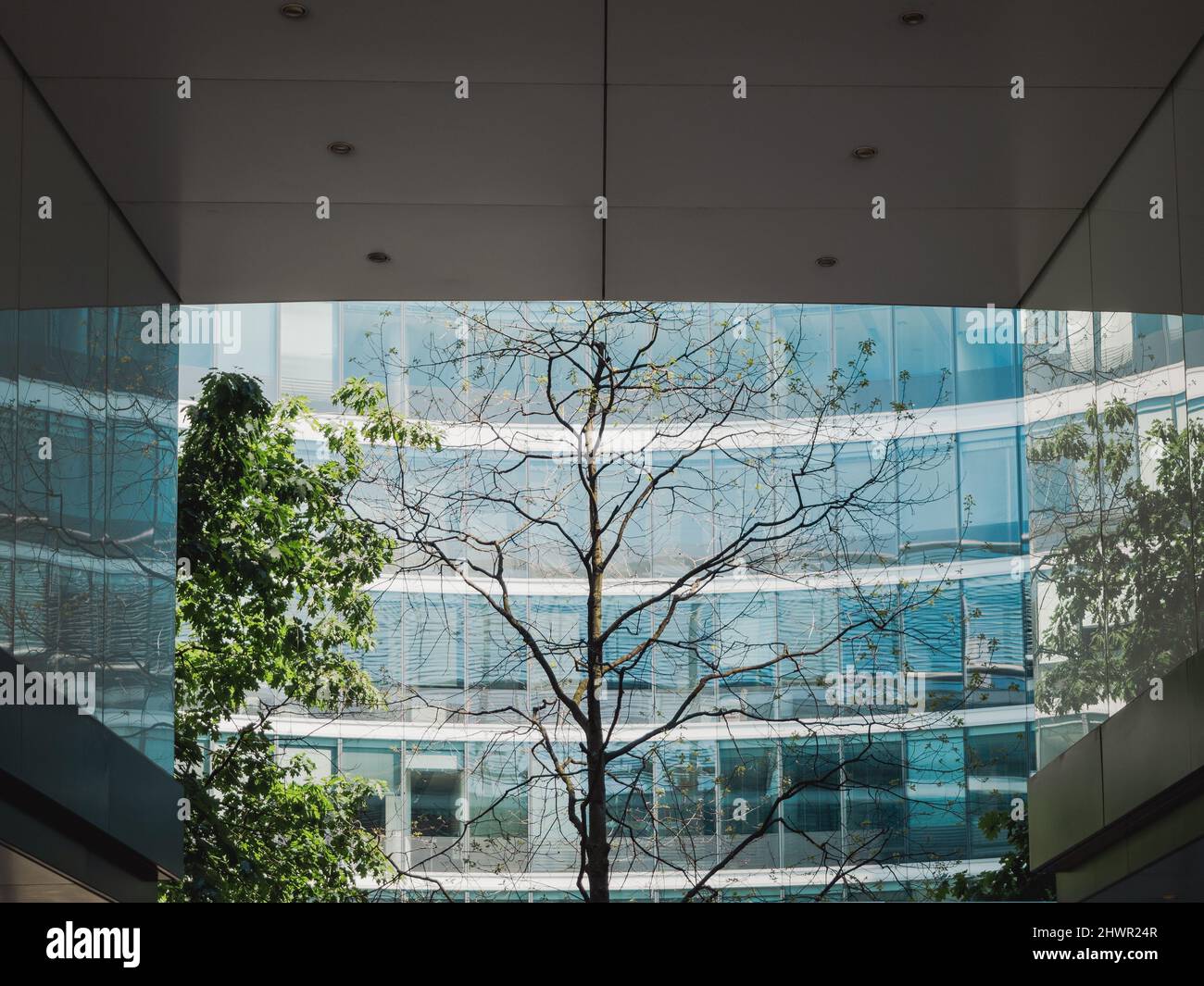 modern building and empty courtyard with bench and lonely tree Stock ...