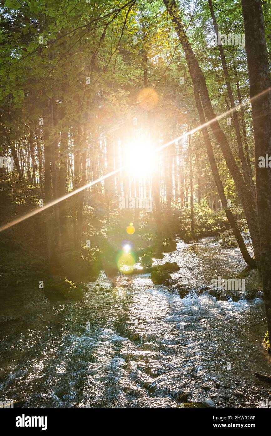 Setting sun illuminating forest stream in summer Stock Photo - Alamy