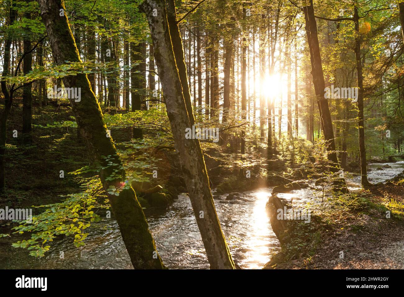 Stream summer hi-res stock photography and images - Alamy