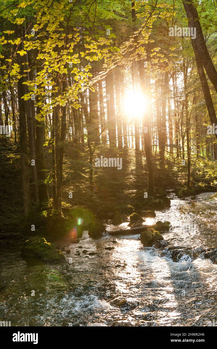 Stream setting hi-res stock photography and images - Alamy