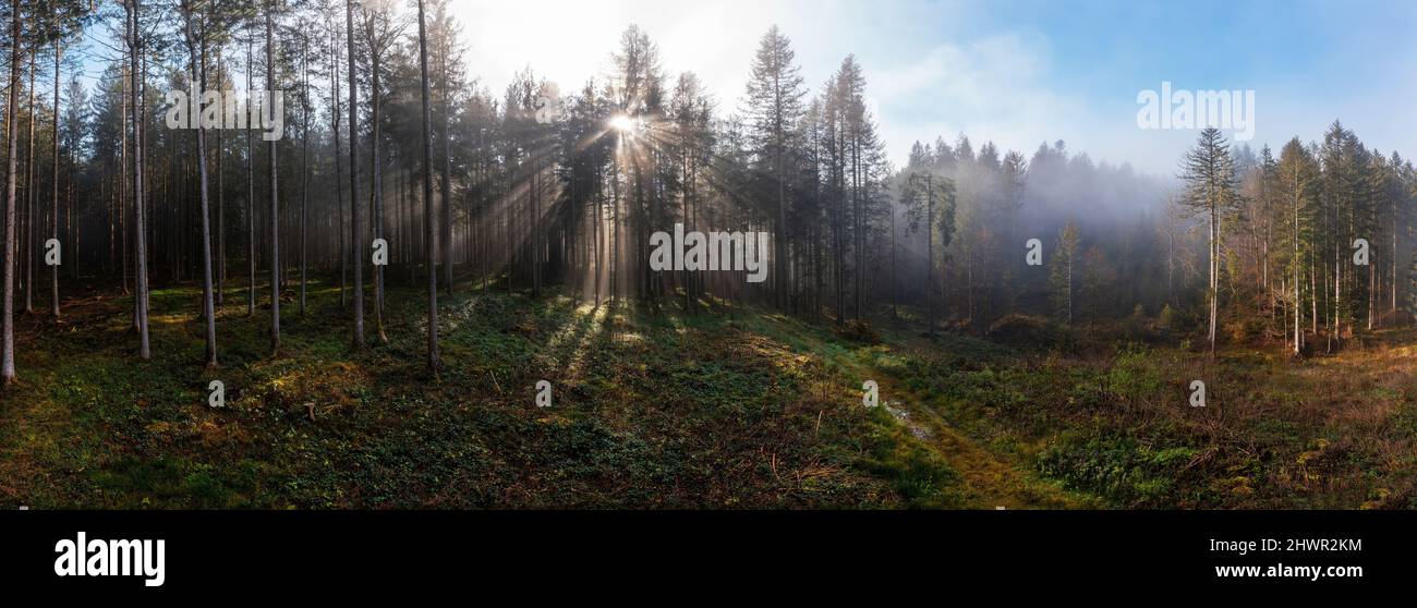 Rising sun shining through branches of forest trees Stock Photo - Alamy